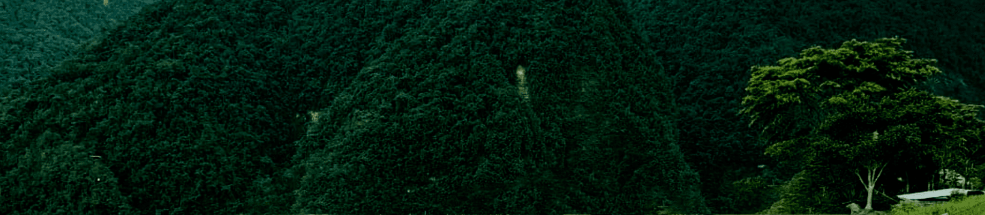 Vencedor Pirirí | Asociación de Cabildos Indígenas Departamento del Meta